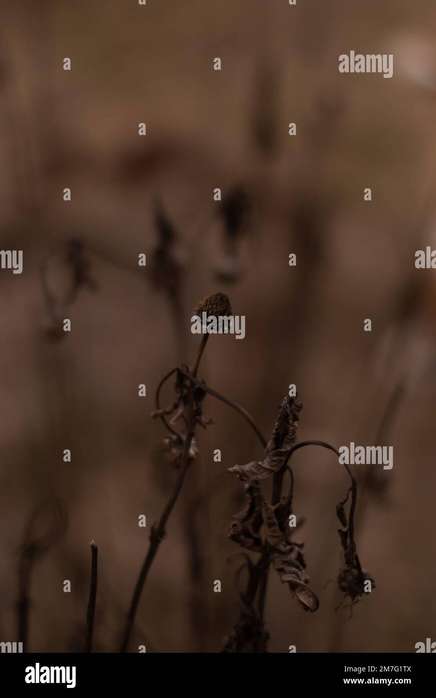 Dry plant in the garden Stock Photo - Alamy