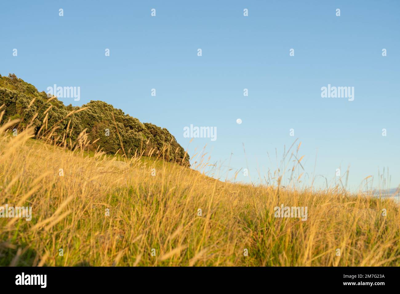 Slope on mount with long golden grass in morning light under blue sky ...