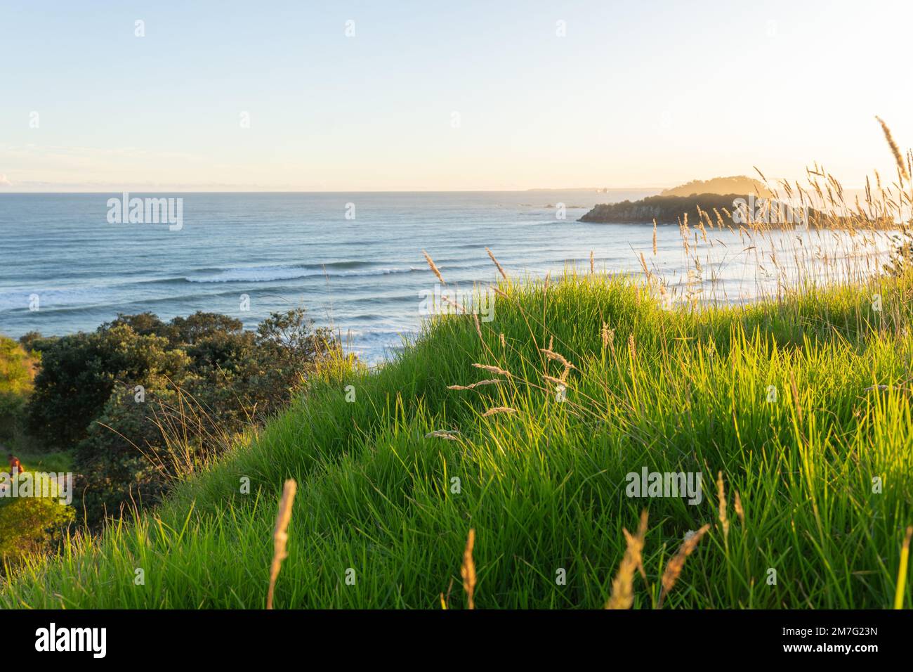 Grass seed-heads on side of Mount Maunganui in breeze with view to ...