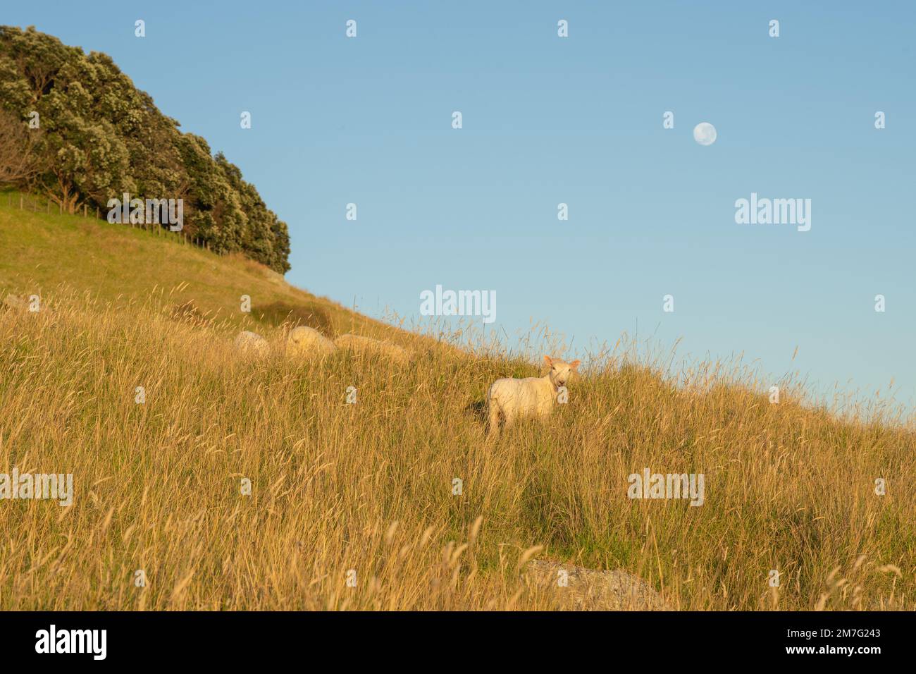 Slope on mount with lamb looking back in long golden grass in morning ...