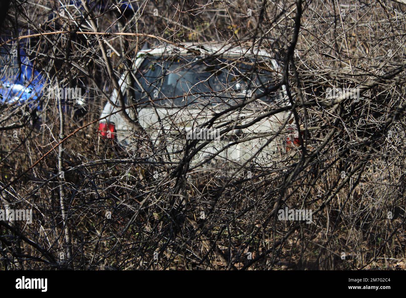 A white car behind branches in a forest Stock Photo - Alamy
