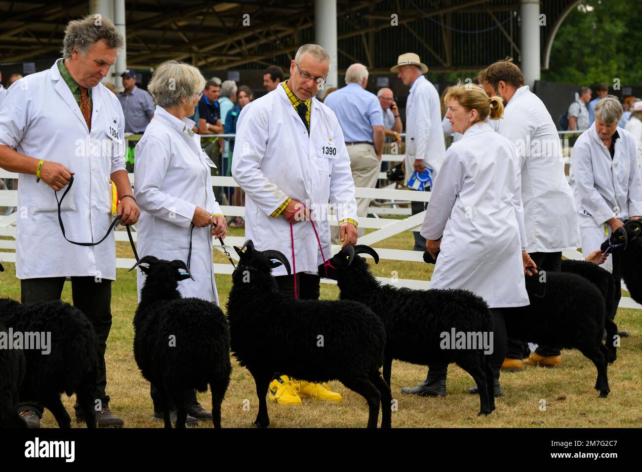 A hebridean sheep hi-res stock photography and images - Alamy