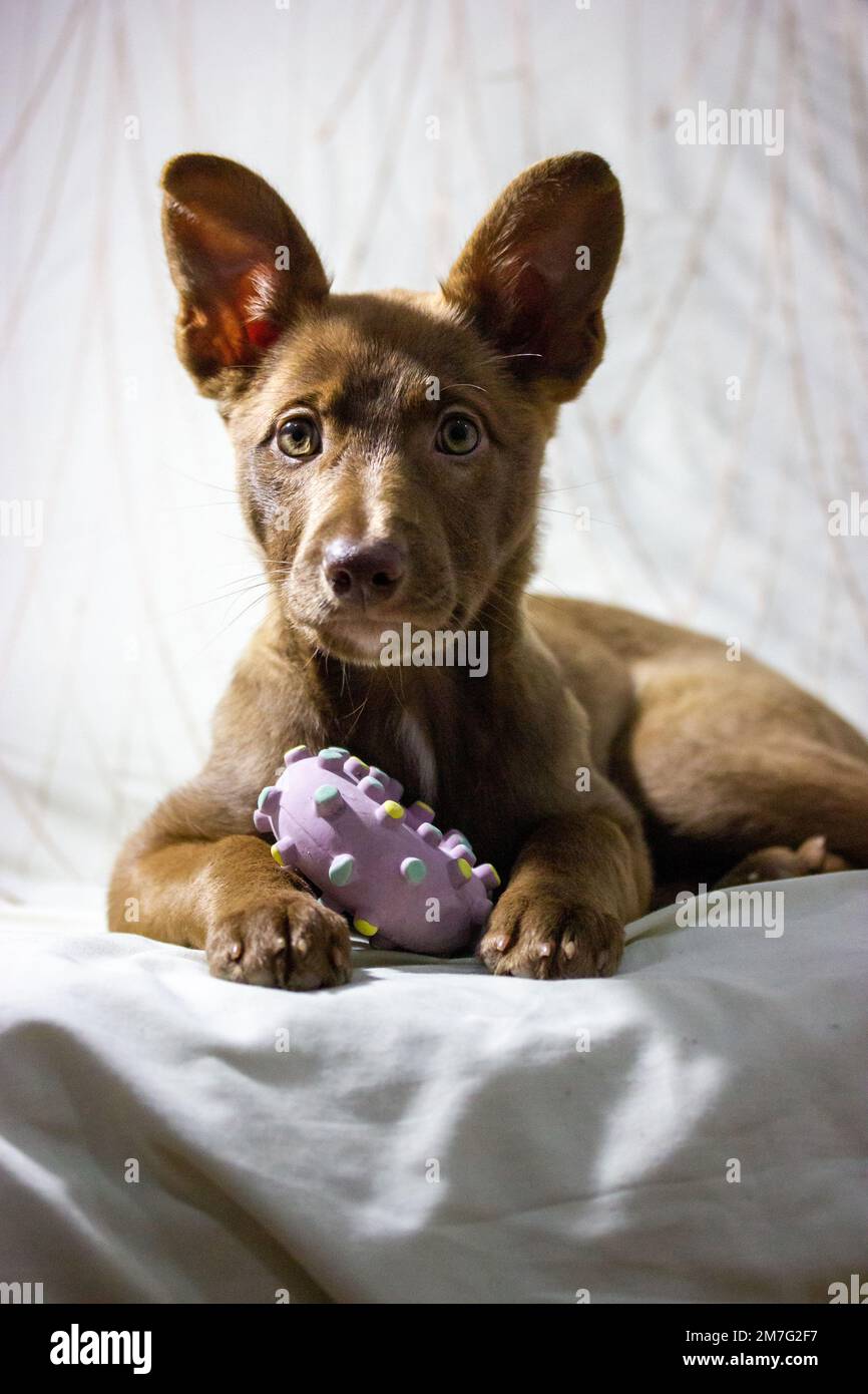 Podenco ibicenco, ibisan greyhound hunting dog os lying on a sofa ...