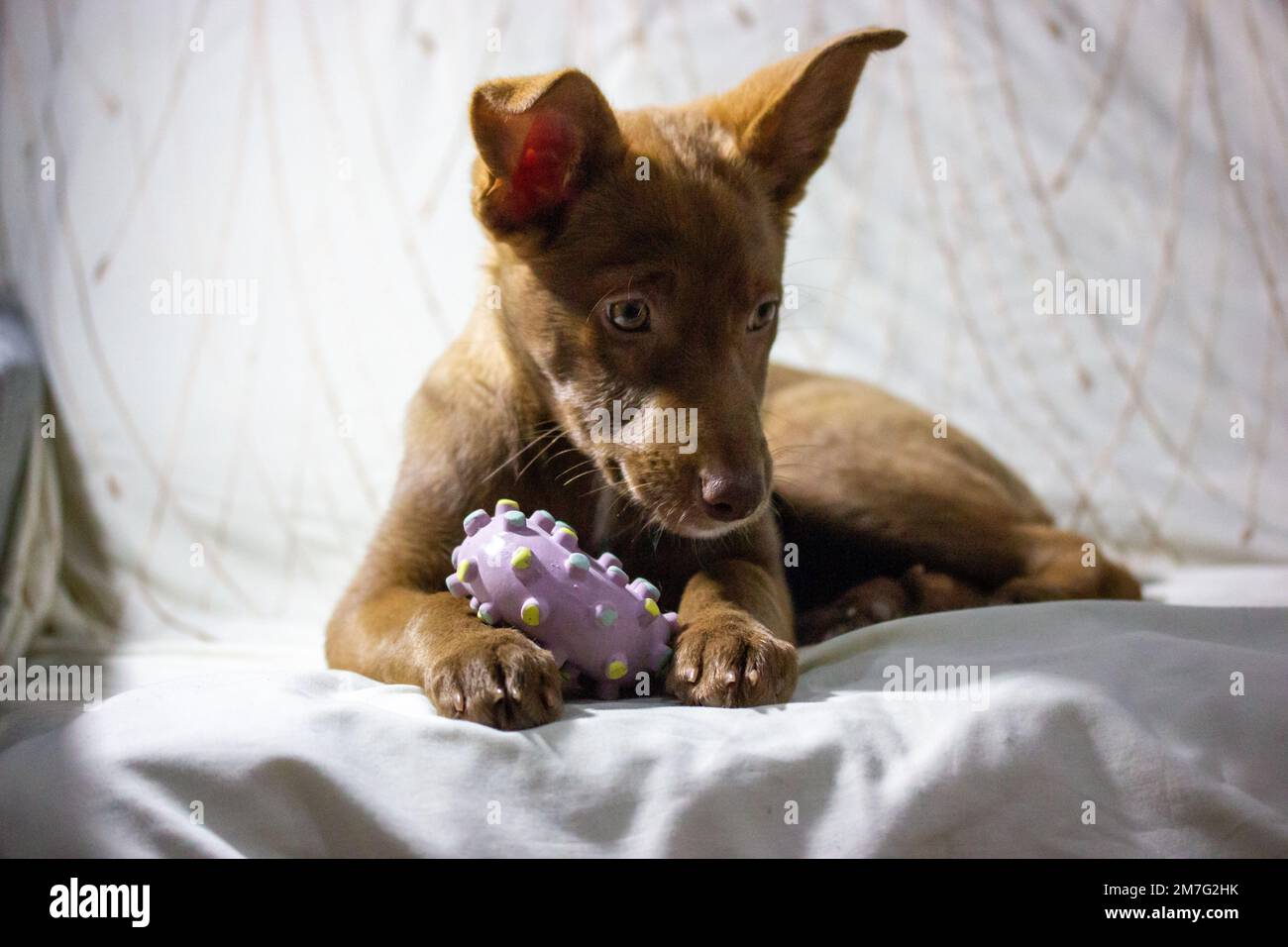 Podenco ibicenco, ibisan greyhound hunting dog. Portrait of a funny red ...
