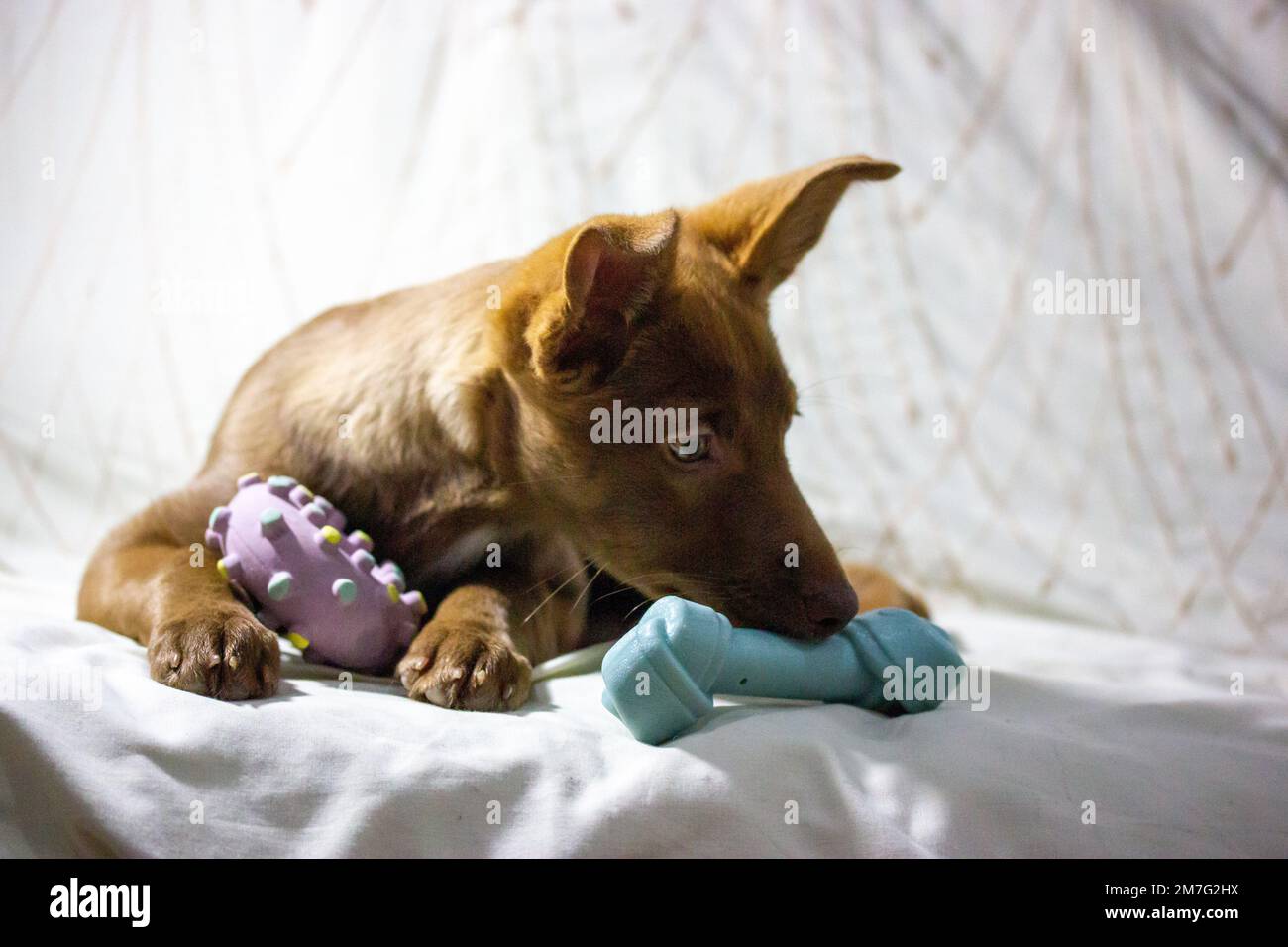 Podenco ibicenco ibisan greyhound dog on sofa Funny brown puppy pup ...
