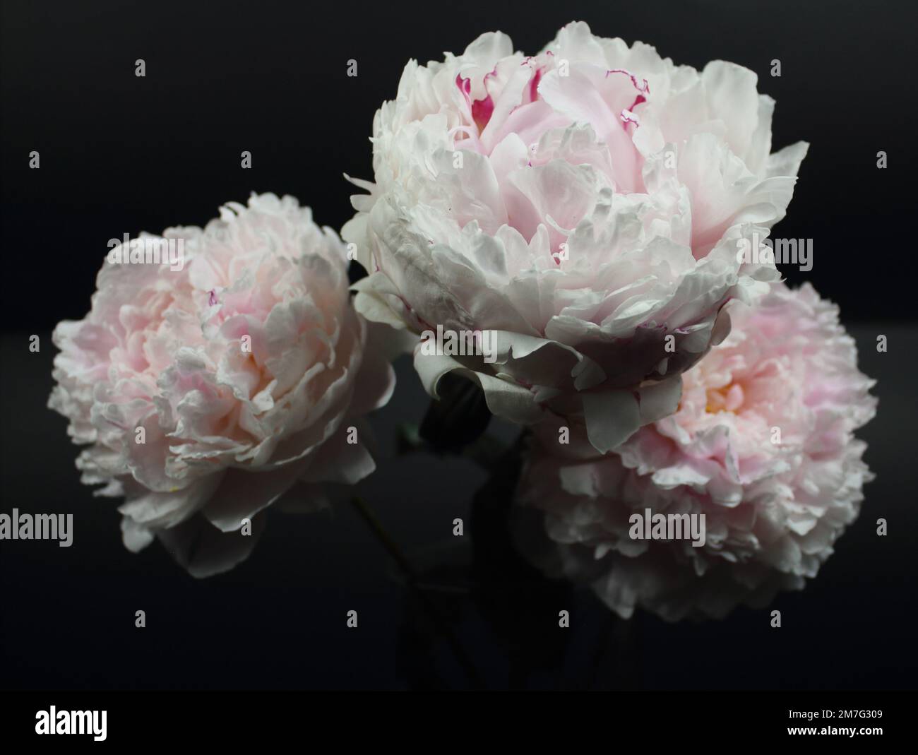 Three peonies hi-res stock photography and images - Alamy