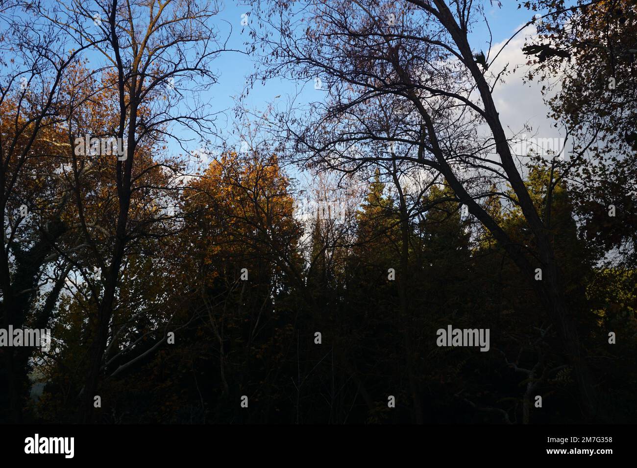 Fall in bush hi-res stock photography and images - Alamy