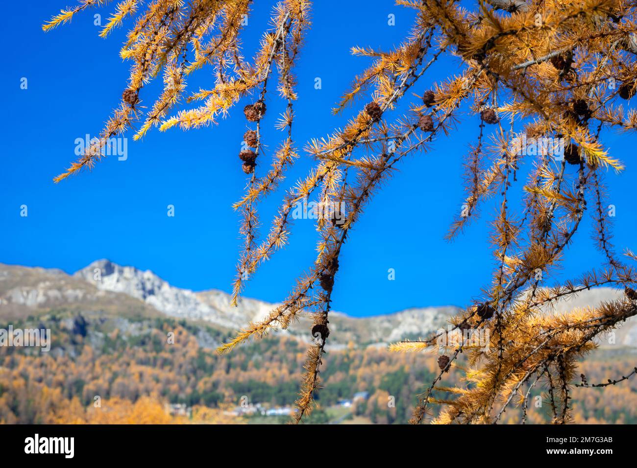 Great view of yellow orange needles and cones of a European larch tree ...