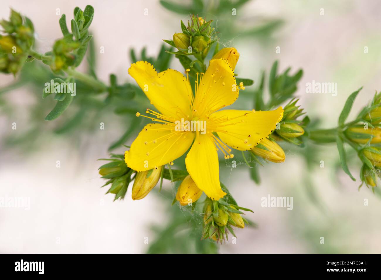 Hypericum closeup flower hi-res stock photography and images - Alamy