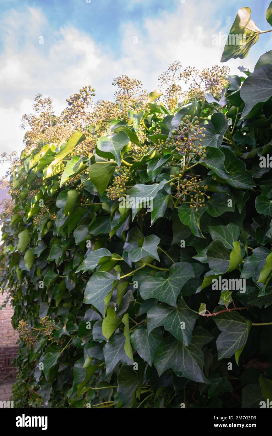 Common ivy (Hedera helix) in a backyard Stock Photo - Alamy