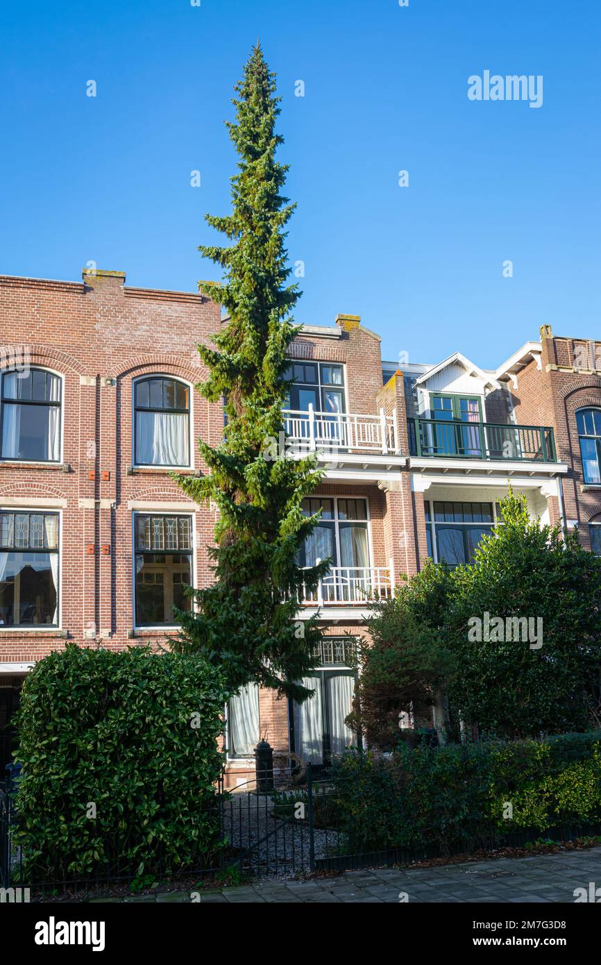 Tall pointed Serbian spruce (Picea omorika) in a city garden Stock ...