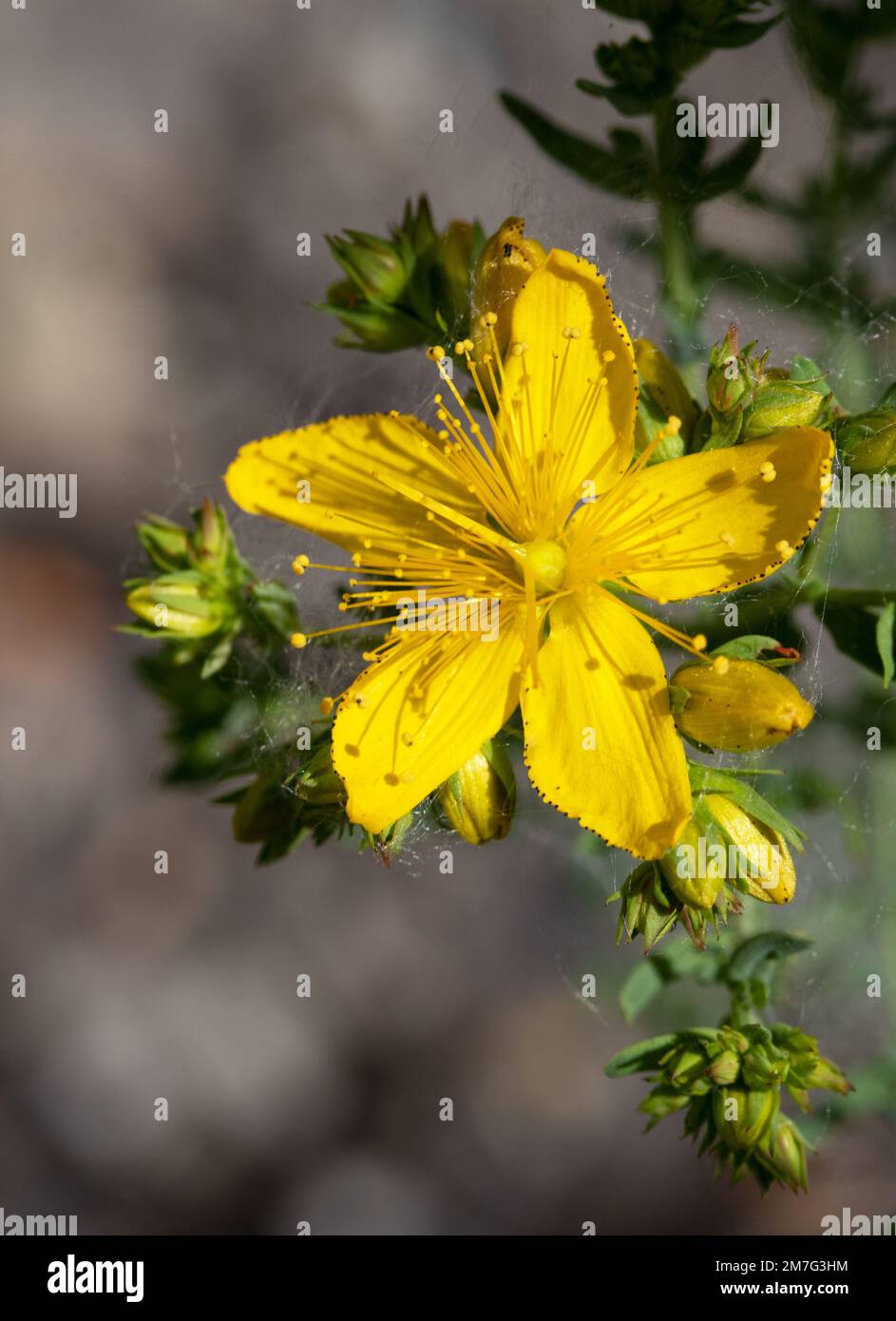 Hypericum flower and plant Stock Photo - Alamy