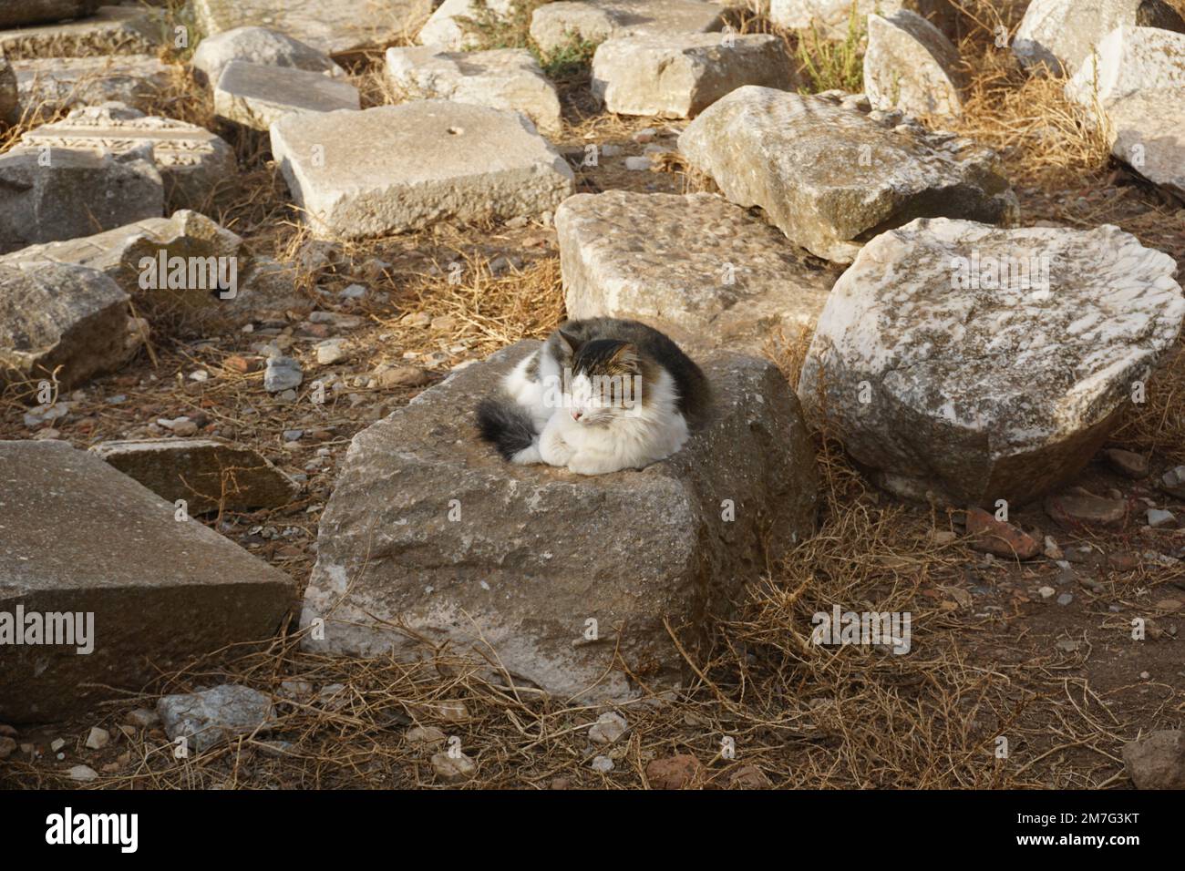 Cat view hi-res stock photography and images - Alamy