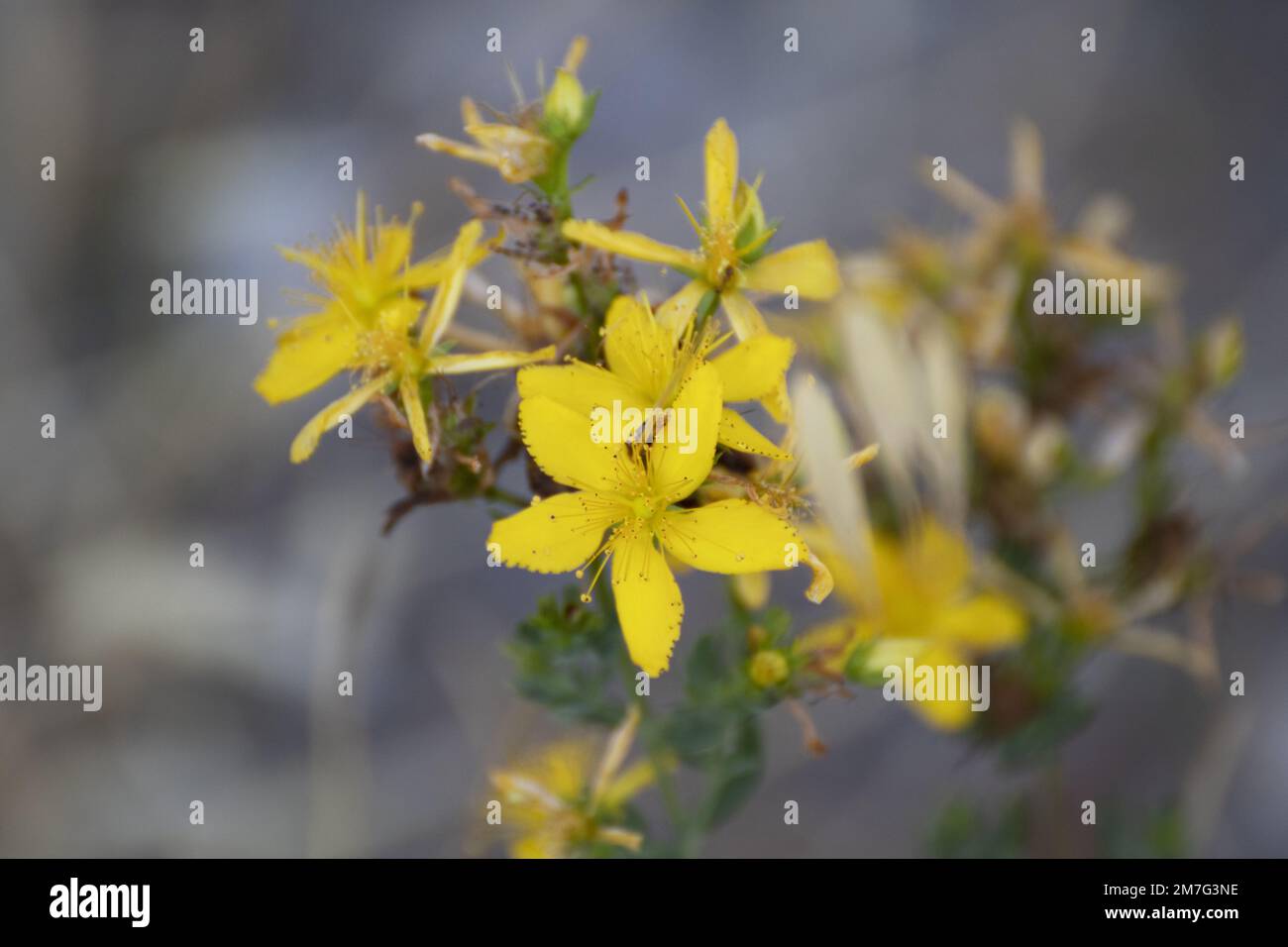 Hypericum flower and plant Stock Photo - Alamy