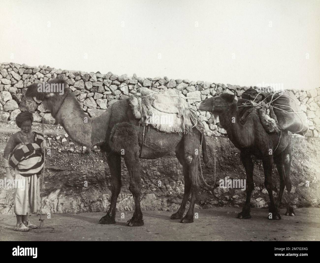 19th century photograph: pack camels, caravan, Algeria, north Africa ...