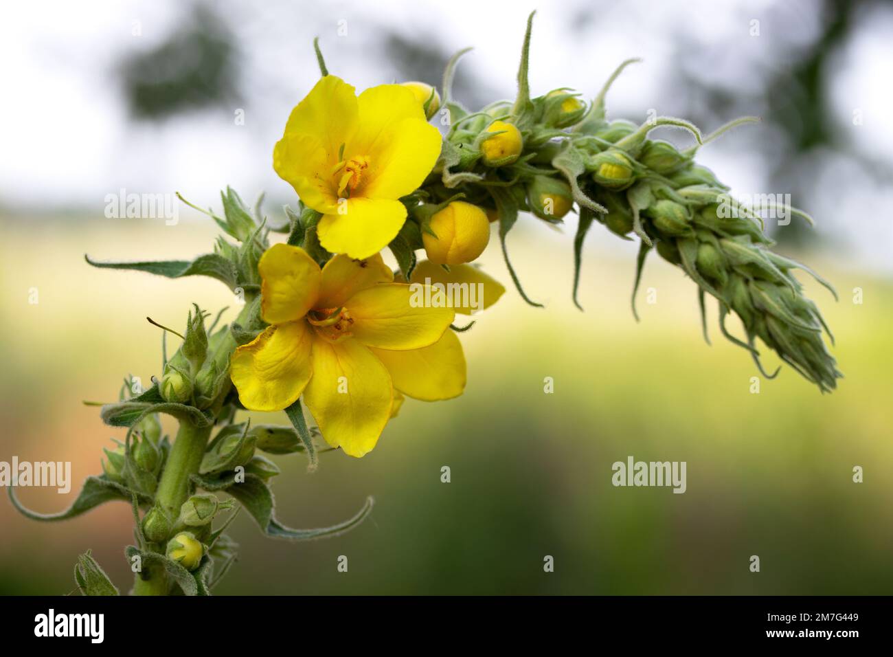 mullein plant and flowers Stock Photo - Alamy