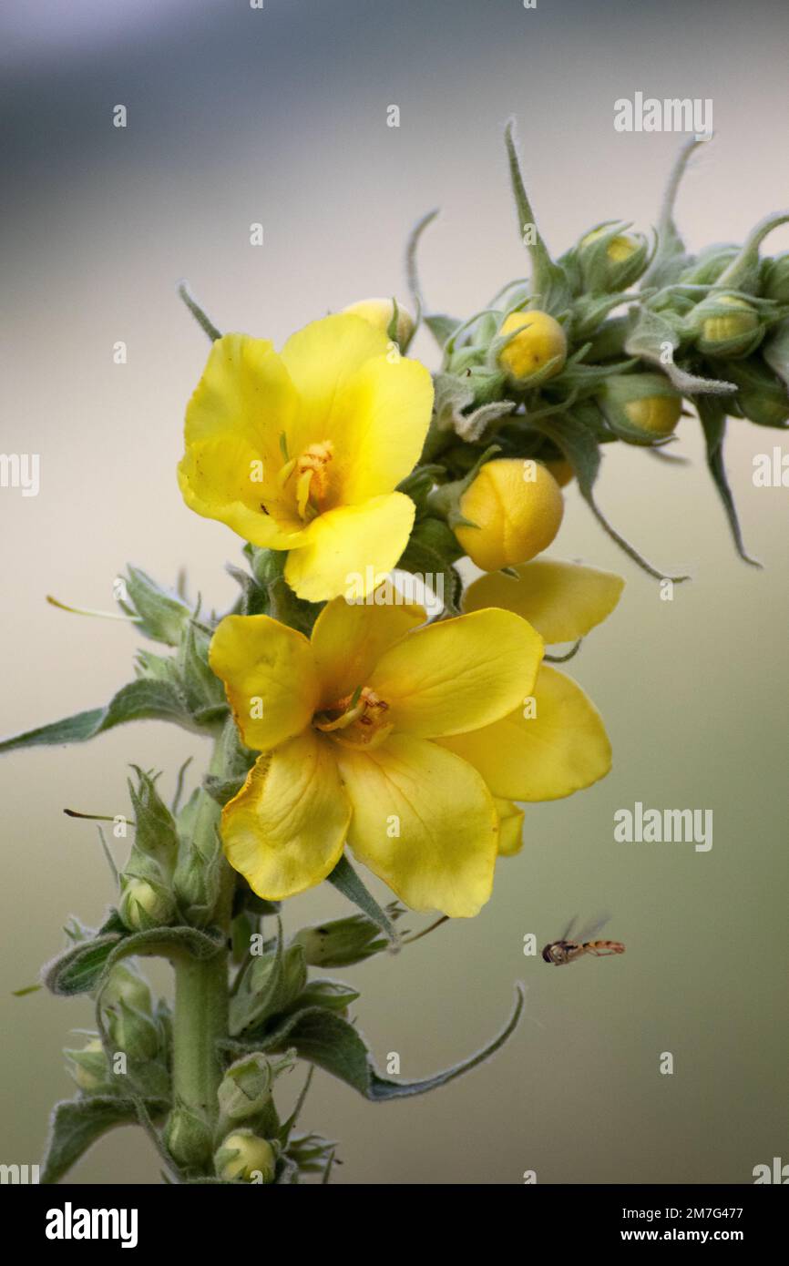 mullein plant and flowers Stock Photo - Alamy