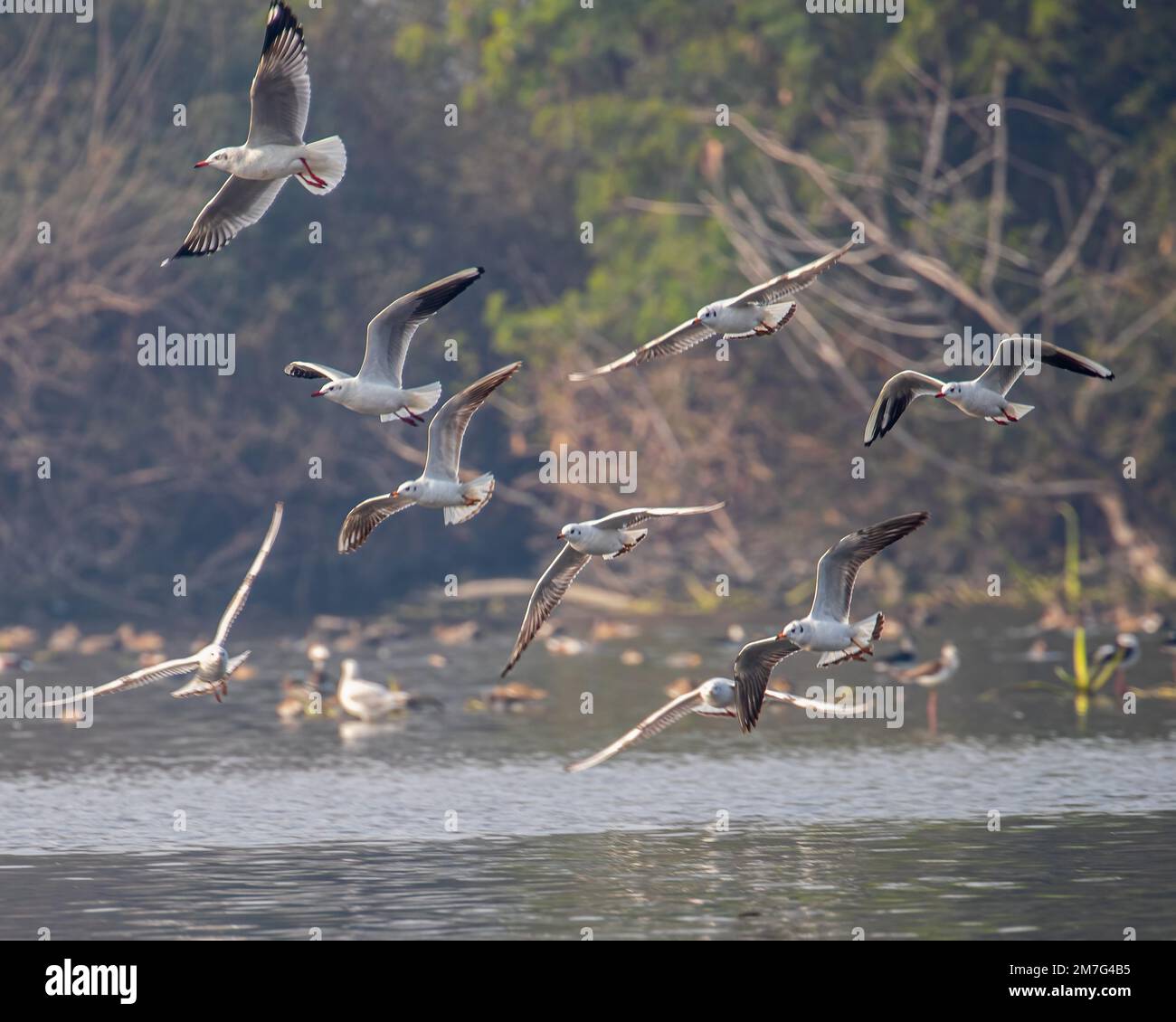 A flock of Seagulls flying over a lake Stock Photo - Alamy