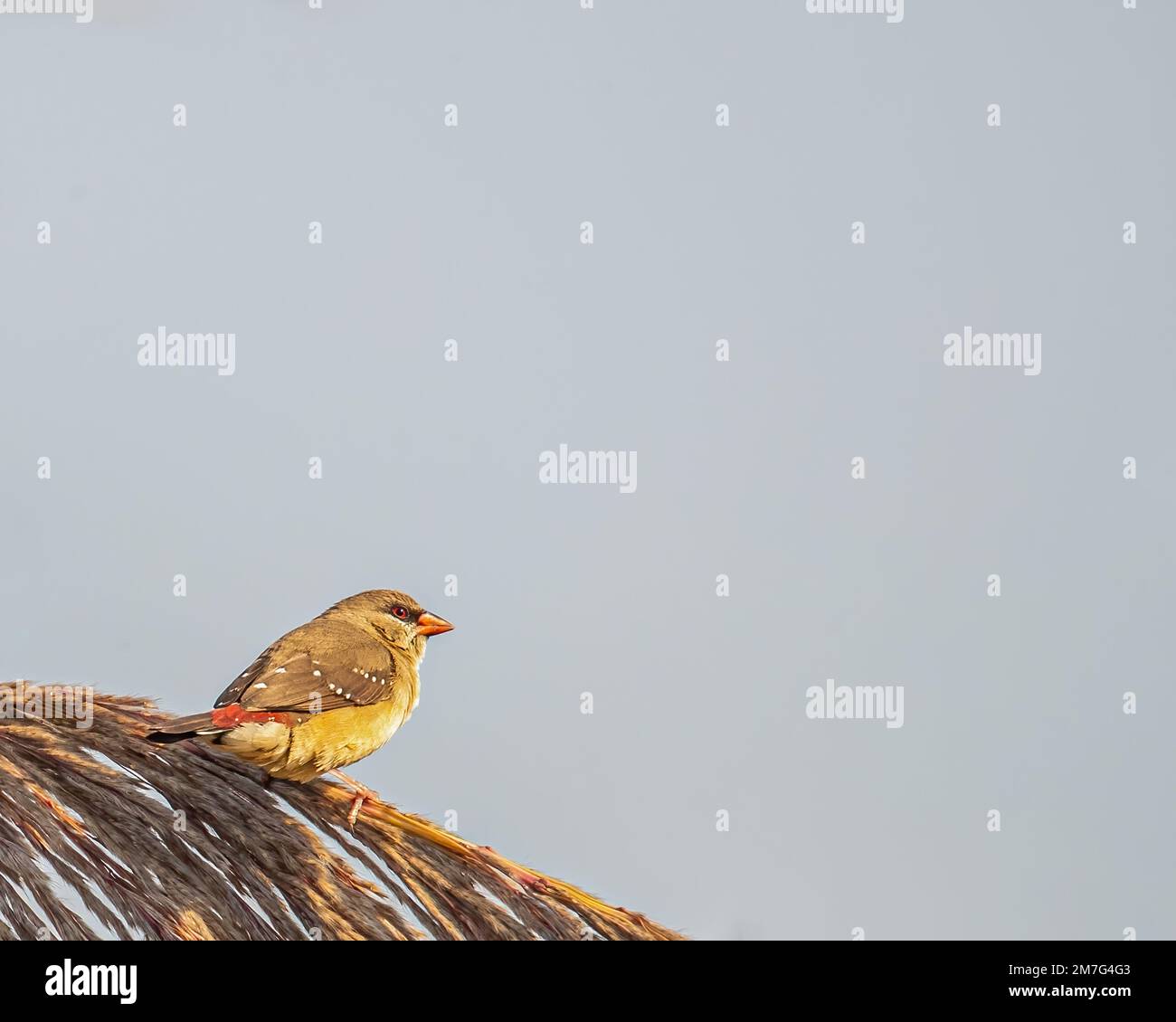 A Red Avadavat female looking back Stock Photo - Alamy