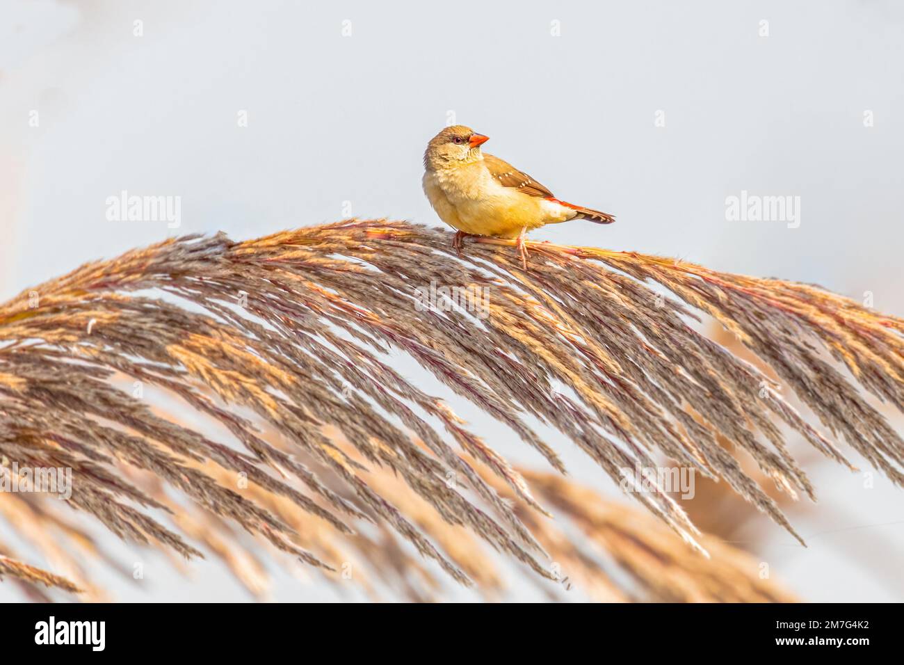 A red Avadavat female sitting on a seed plant Stock Photo - Alamy