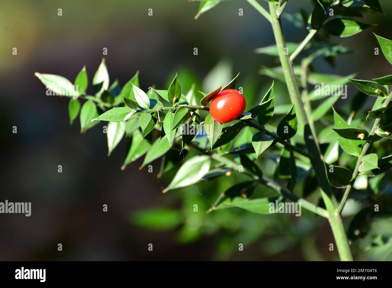 Fragon petit houx hi-res stock photography and images - Alamy