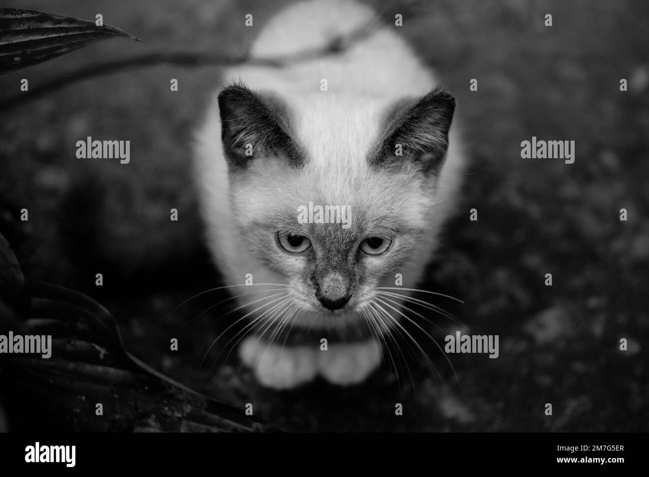 A poor lonely abandoned sad kitten sits on ground. An unfortunate stray ...