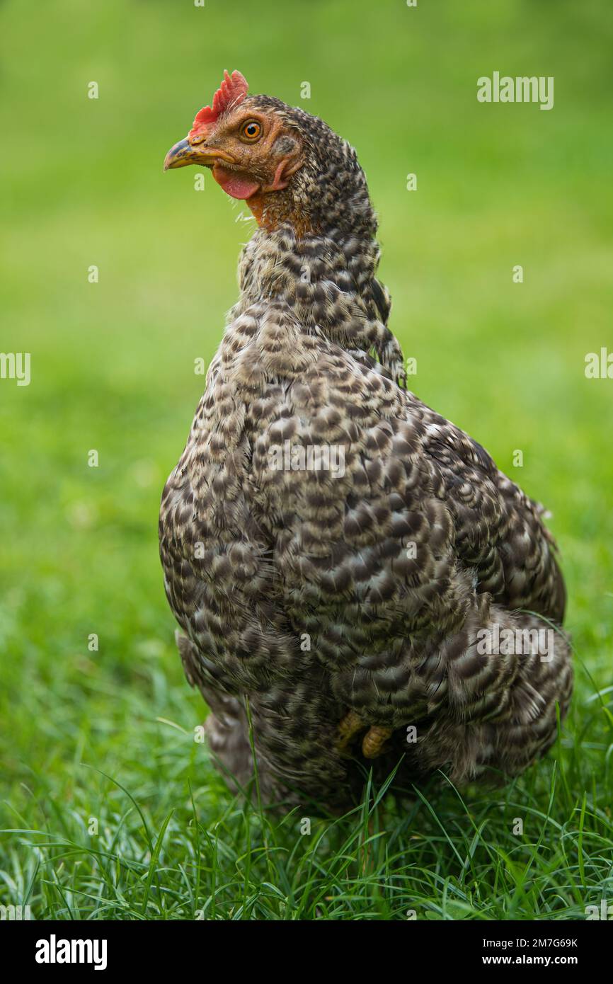 Hen in a meadow Stock Photo - Alamy