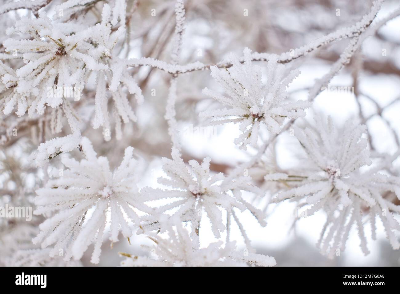 Groups of tree needles covered in white ice and snow on a cold winter ...