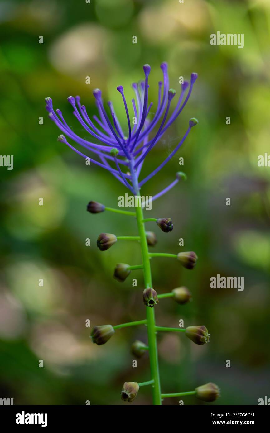 Common purple tip hi-res stock photography and images - Alamy