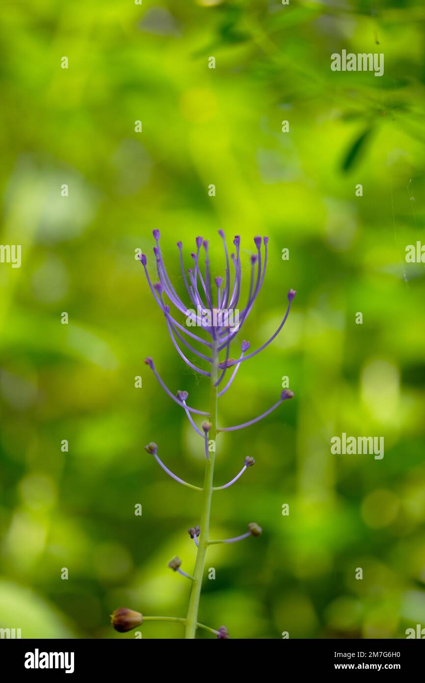 Common purple tip hi-res stock photography and images - Alamy