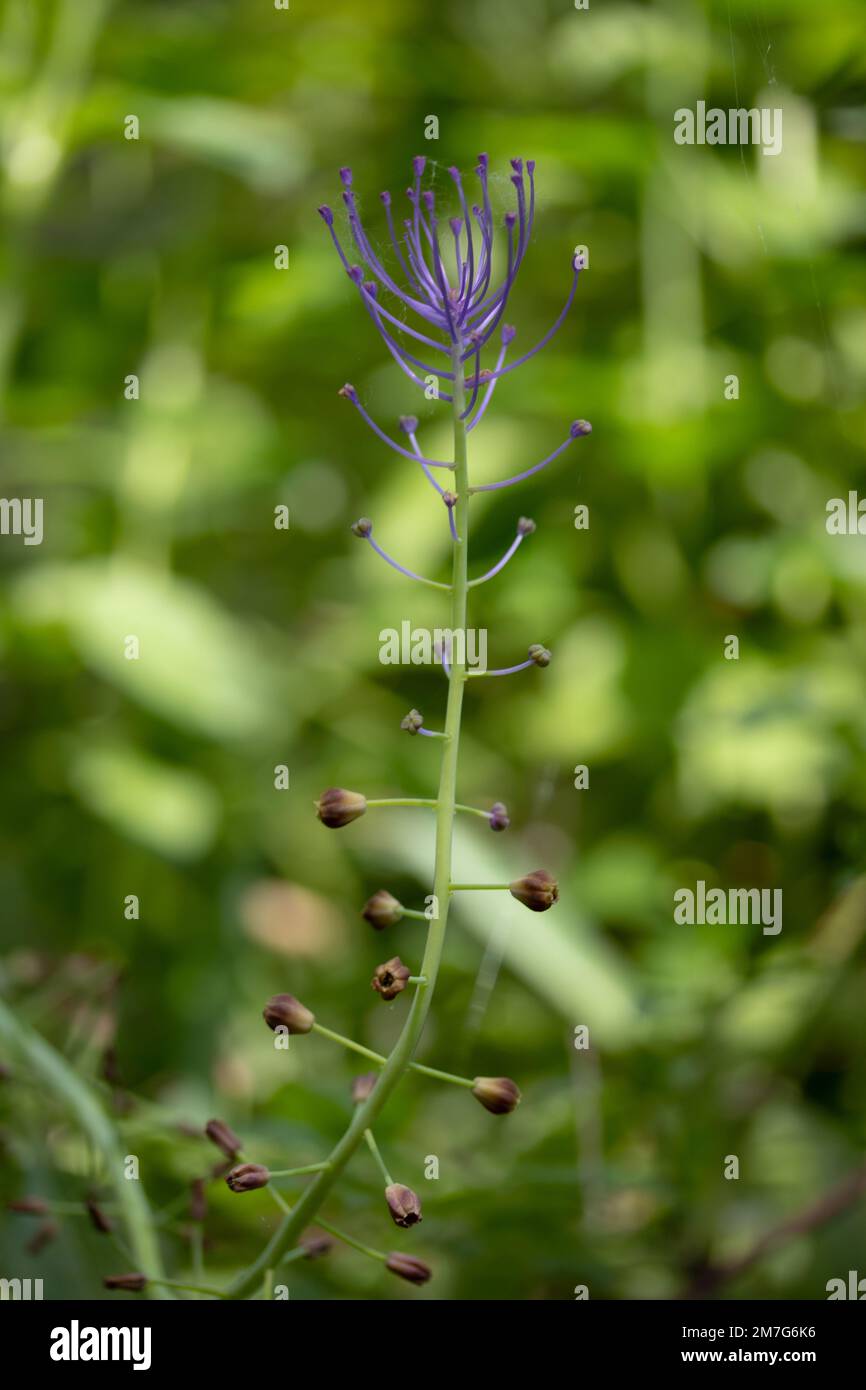 Common purple tip hi-res stock photography and images - Alamy