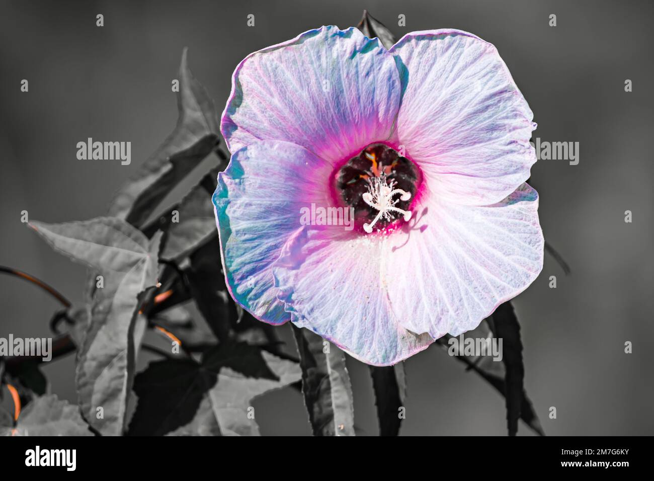 Swamp rose mallow flower hi-res stock photography and images - Alamy