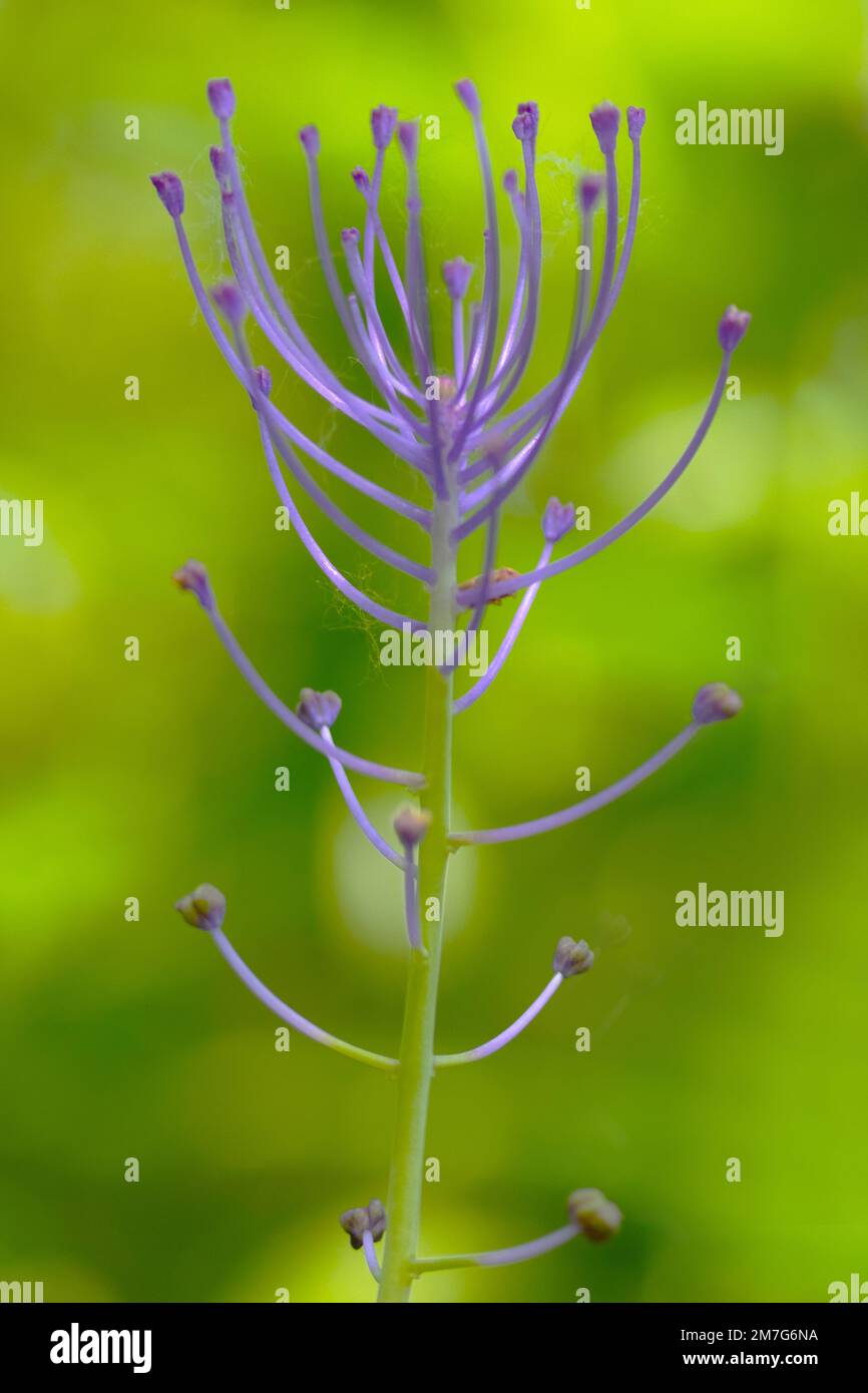 Common purple tip hi-res stock photography and images - Alamy