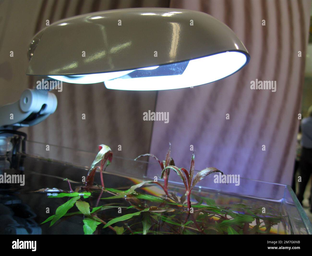 Freshwater aquarium lamp (artificial lighting Stock Photo - Alamy