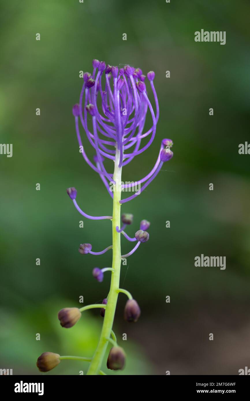 Delicate blue muscari perennial hi-res stock photography and images - Alamy