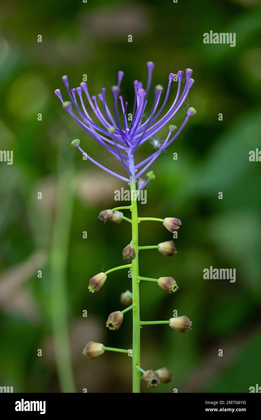 Common purple tip hi-res stock photography and images - Alamy