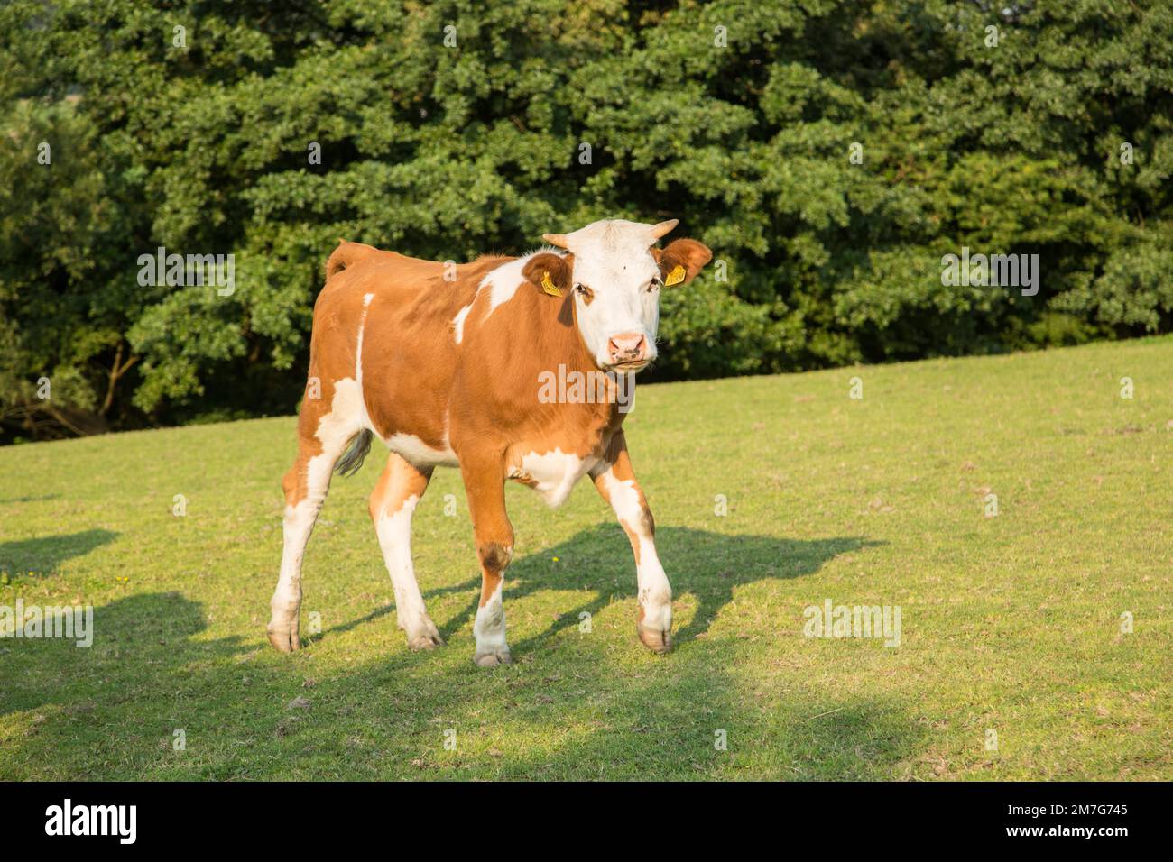 One single beef cow hi-res stock photography and images - Alamy