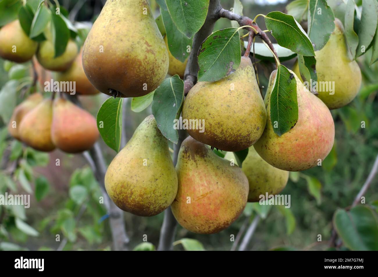 Branch yellow pears on hi-res stock photography and images - Alamy