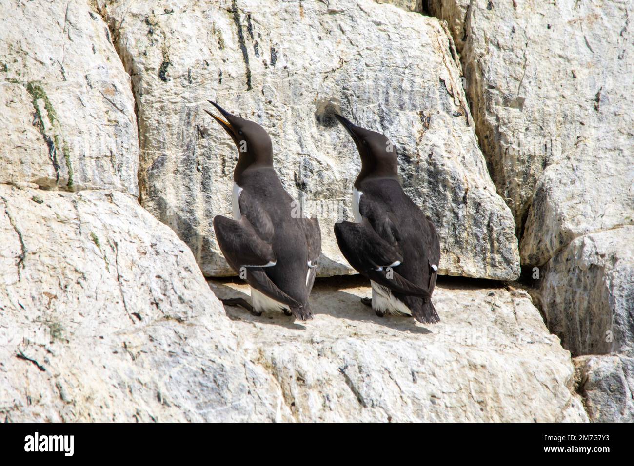 Guillemot colonies nesting on sea cliffs in the UK Stock Photo - Alamy