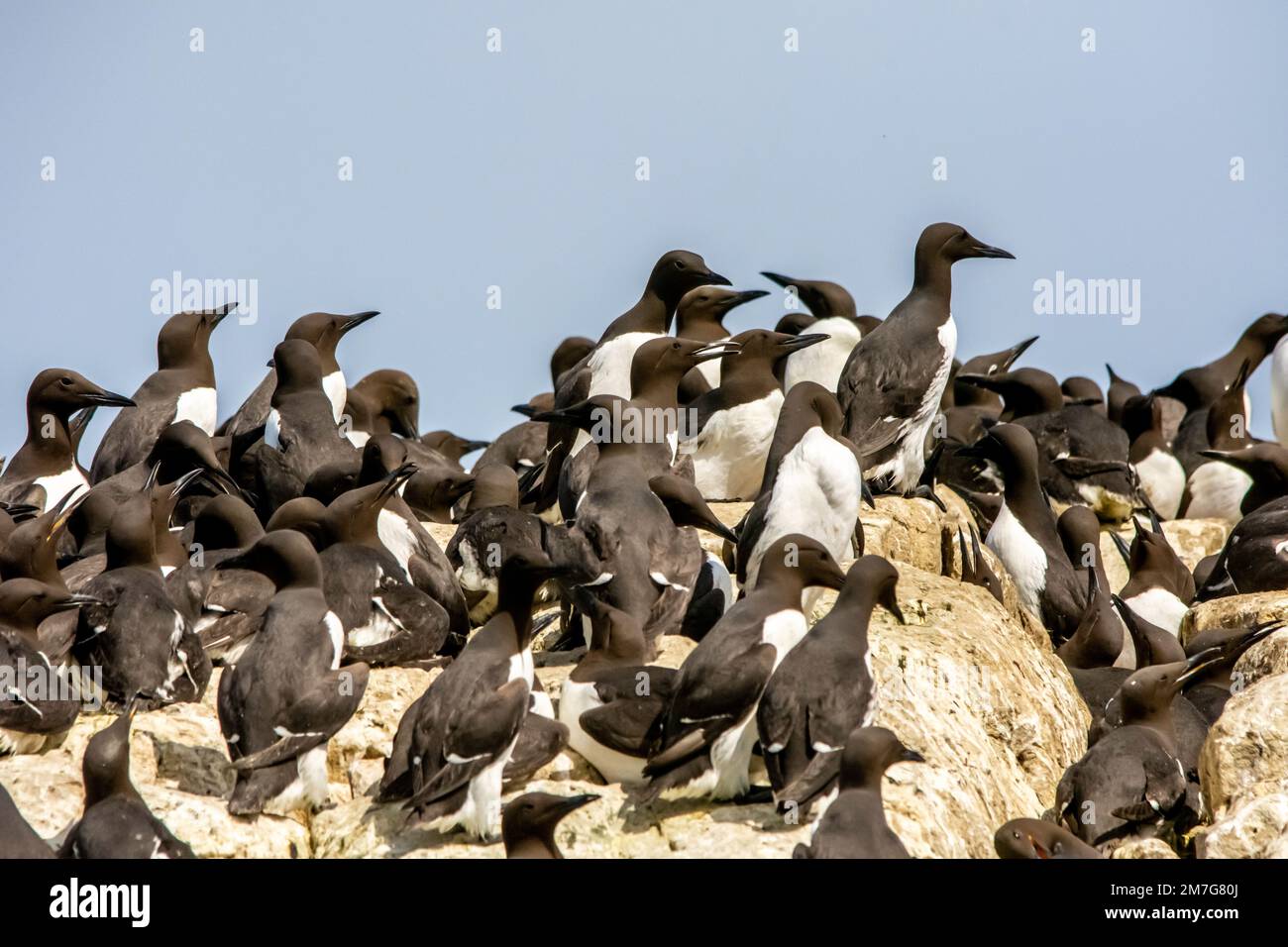 Guillemot colonies nesting on sea cliffs in the UK Stock Photo - Alamy