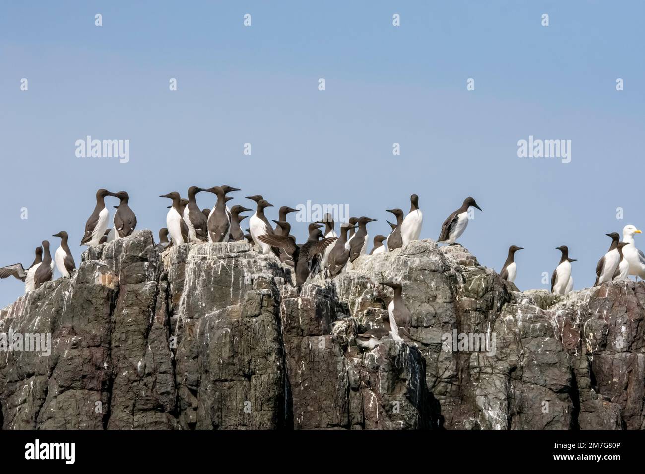 Guillemot colonies nesting on sea cliffs in the UK Stock Photo - Alamy