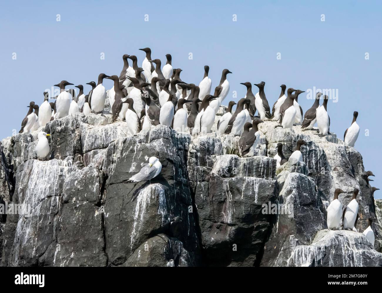 Guillemot colonies nesting on sea cliffs in the UK Stock Photo - Alamy