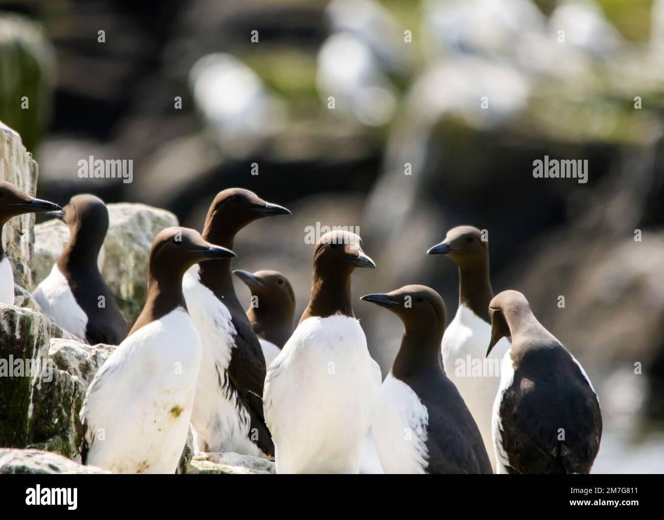 Guillemot colonies nesting on sea cliffs in the UK Stock Photo - Alamy