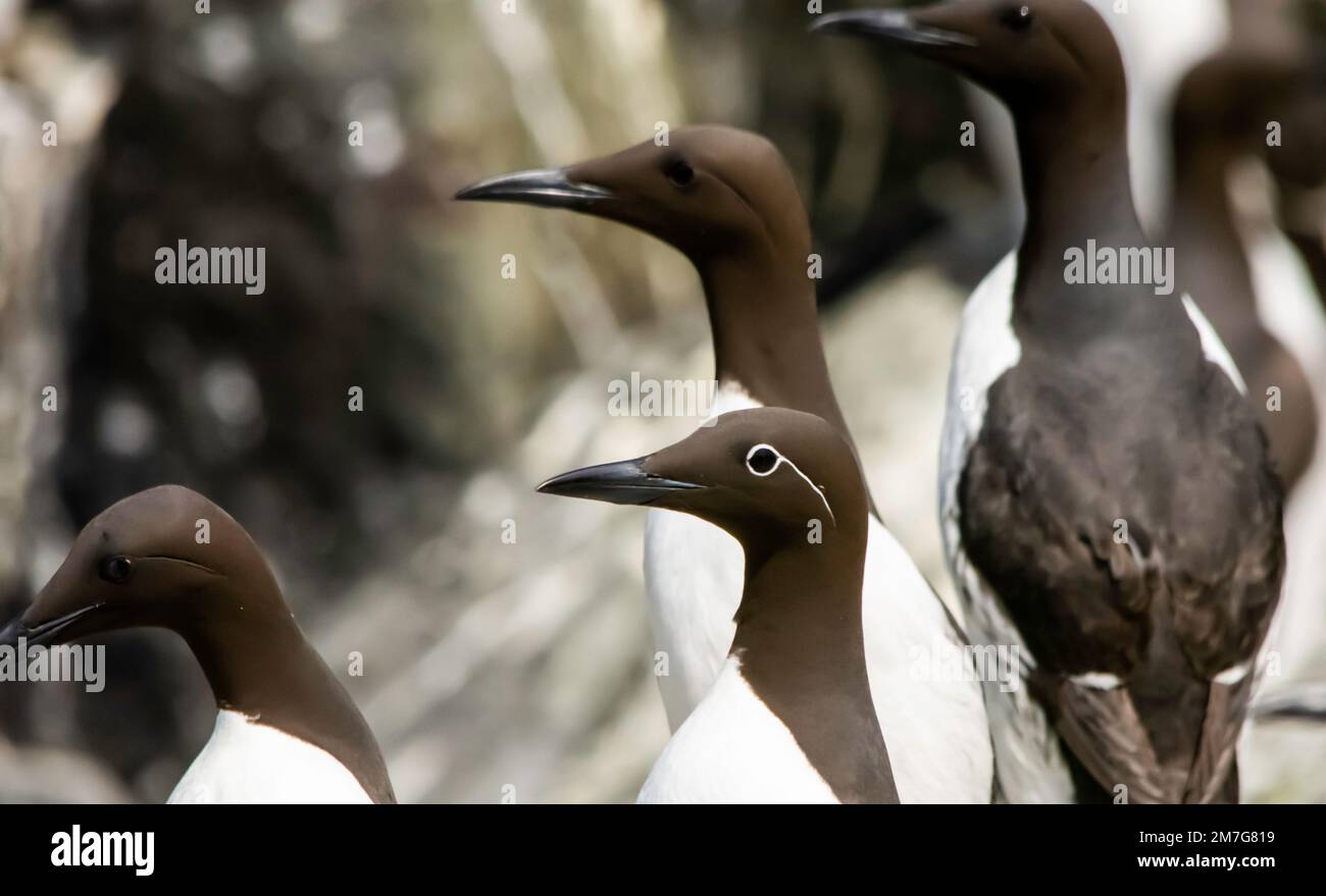 Guillemot colonies hi-res stock photography and images - Alamy