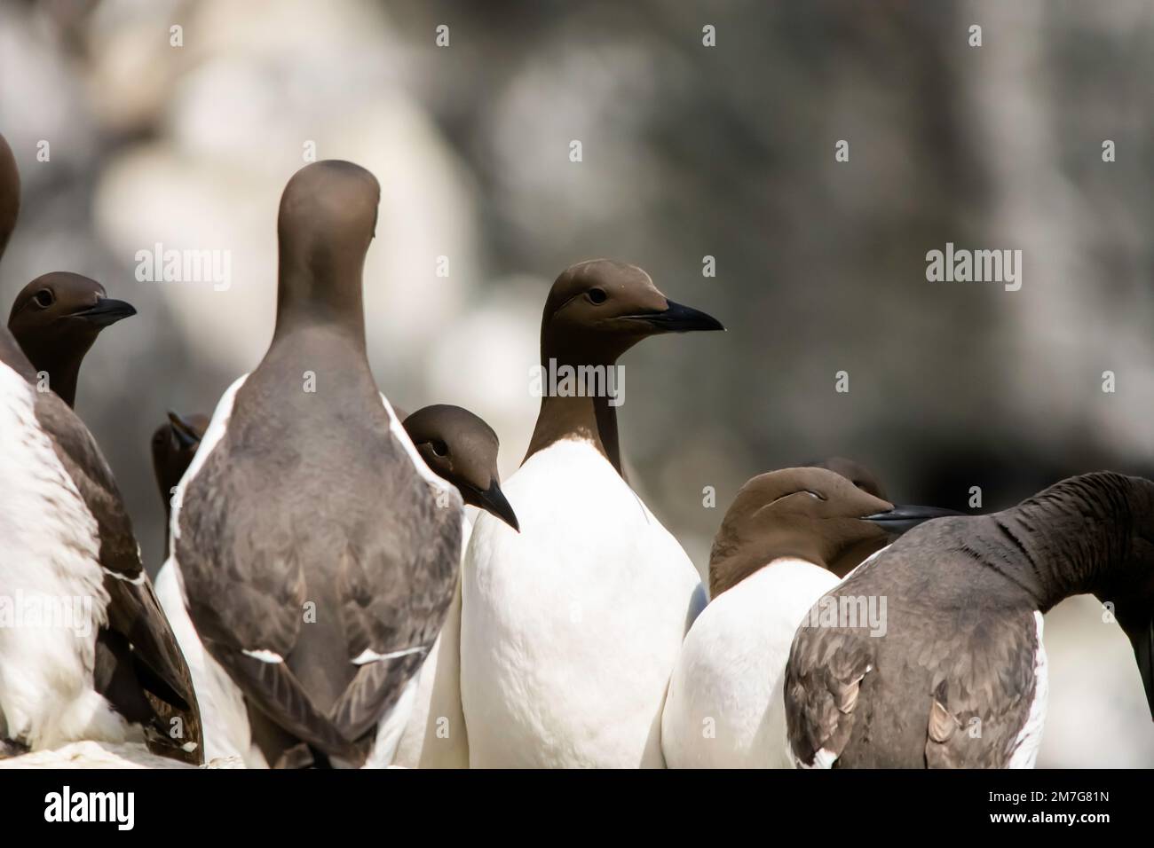 Bird colonies farne islands in hi-res stock photography and images - Alamy