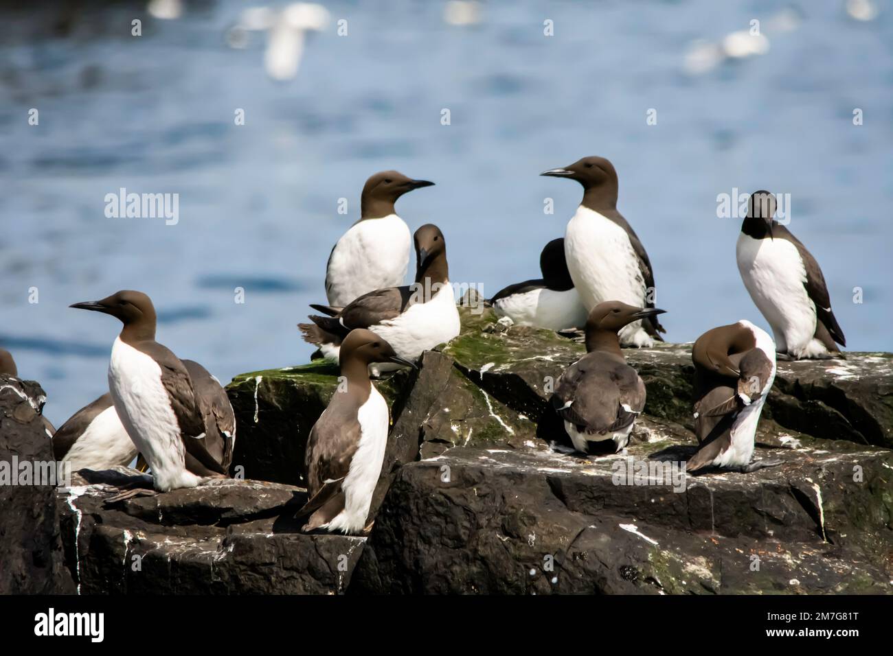 Guillemot colonies nesting on sea cliffs in the UK Stock Photo - Alamy