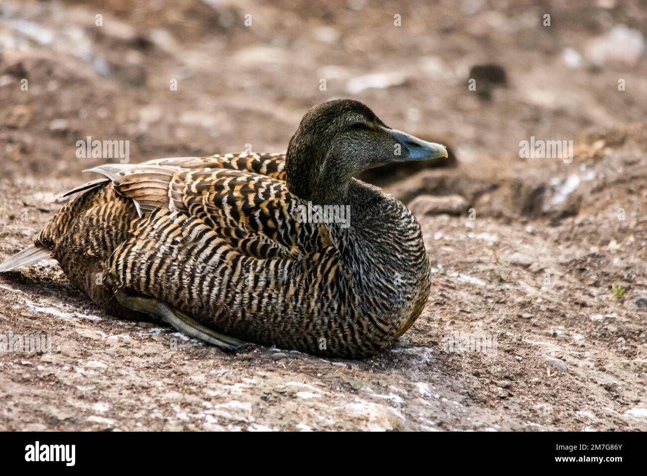 Female Common Eider (Somateria mollissima Stock Photo - Alamy