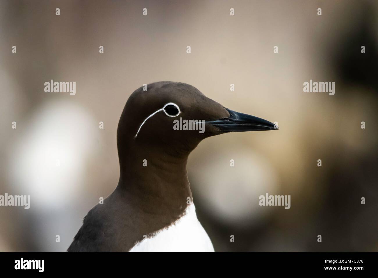Bridled Guillemot showing the white 'bridle' around the eye Stock Photo ...