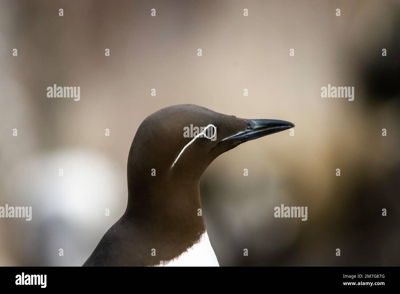 Bird with white ring around eye hi-res stock photography and images - Alamy