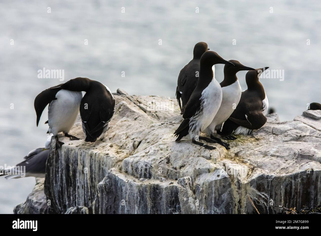 Guano fertilizer hi-res stock photography and images - Alamy